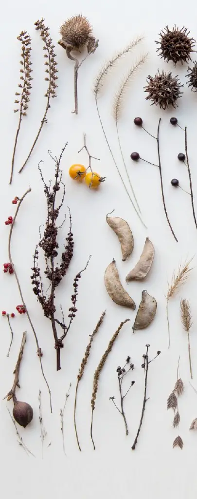 Arranged nature by Emily Blincoe - Art Kaleidoscope